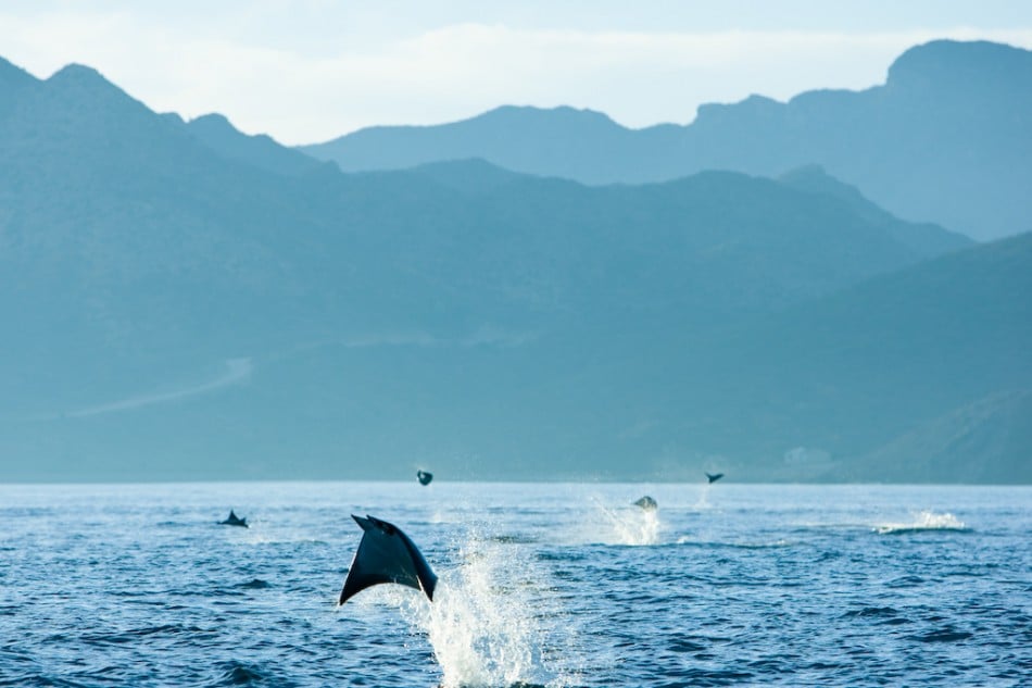 Você já viu uma arraia voando?