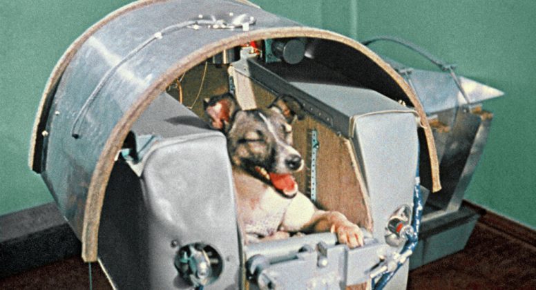 Laika: a triste (e heroica) história da cadela que foi mais longe que ...