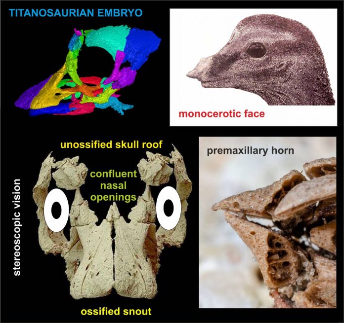 O primeiro crânio quase intacto de um embrião de dinossauro em 3D ...