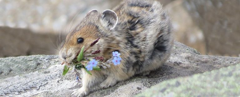 Estudo diz que a Pika pode estar indo bem com as mudanças climáticas