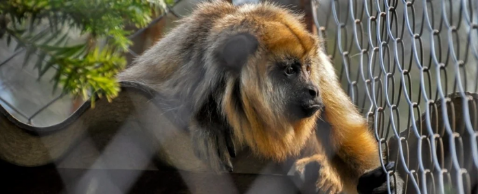 Alguns macacos de zoológico preferem o som do trânsito ao barulho ...