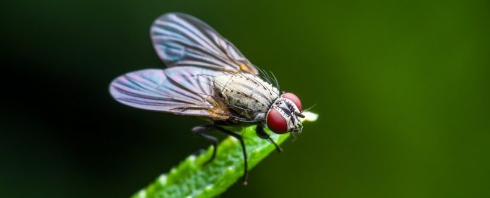 As asas dos insetos podem ter evoluído das pernas dos crustáceos