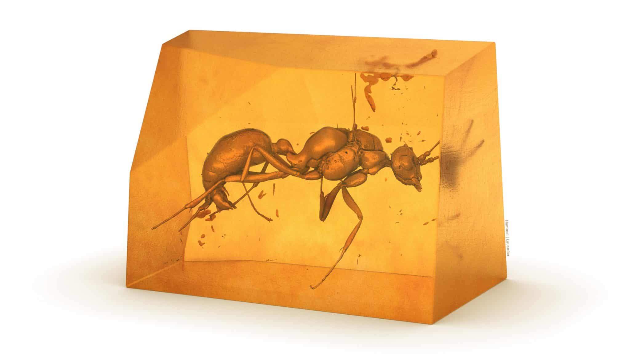 Cientistas descobrem novas espécies de formigas extintas presas em ...