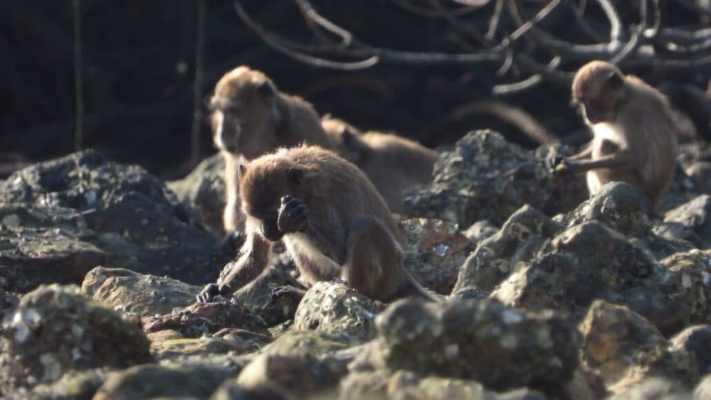 Alguns macacos fazem lascas de pedra que se assemelham a antigas ...