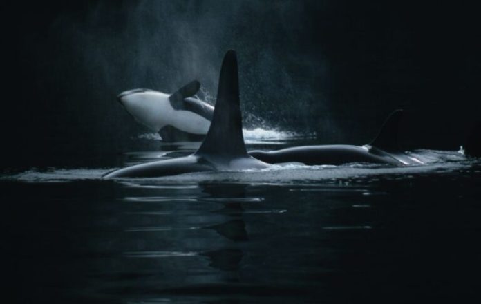 Estes 4 fatos alucinantes mostram o quão inteligentes são as orcas