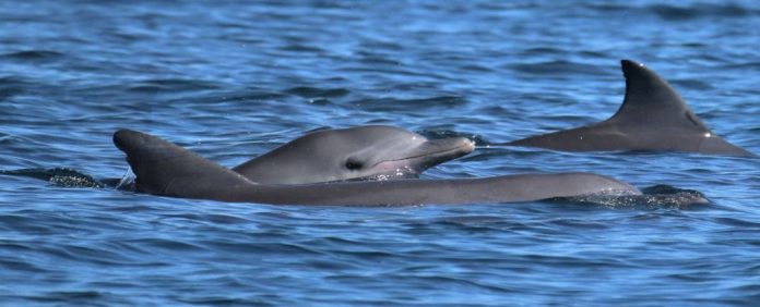 Não apenas as orcas: os golfinhos também aprendem comportamentos