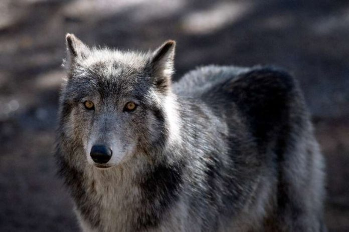 Como os cães, os lobos reconhecem vozes humanas familiares