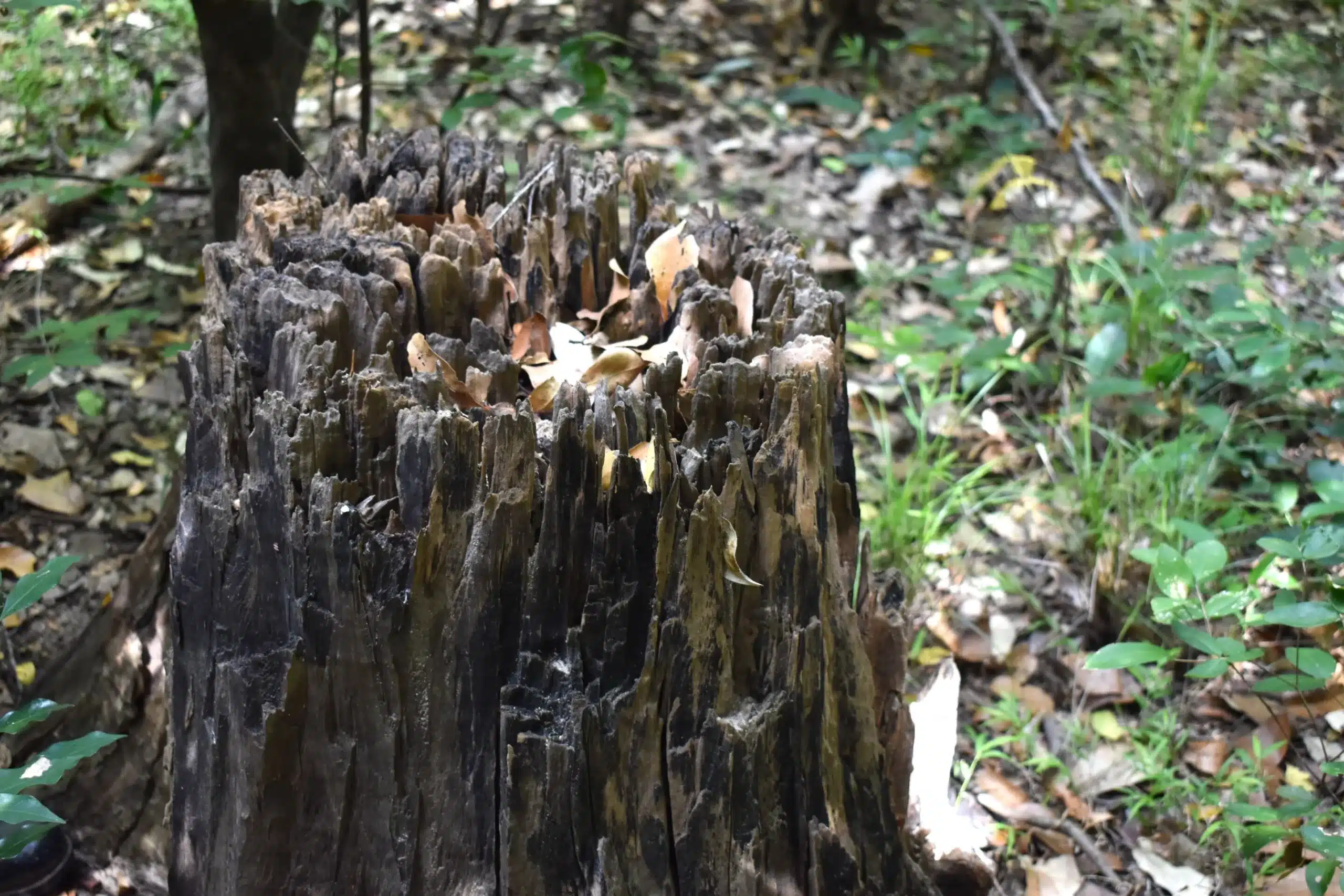 Fungos que quebram árvores de madeira podem fazer o mesmo com plástico