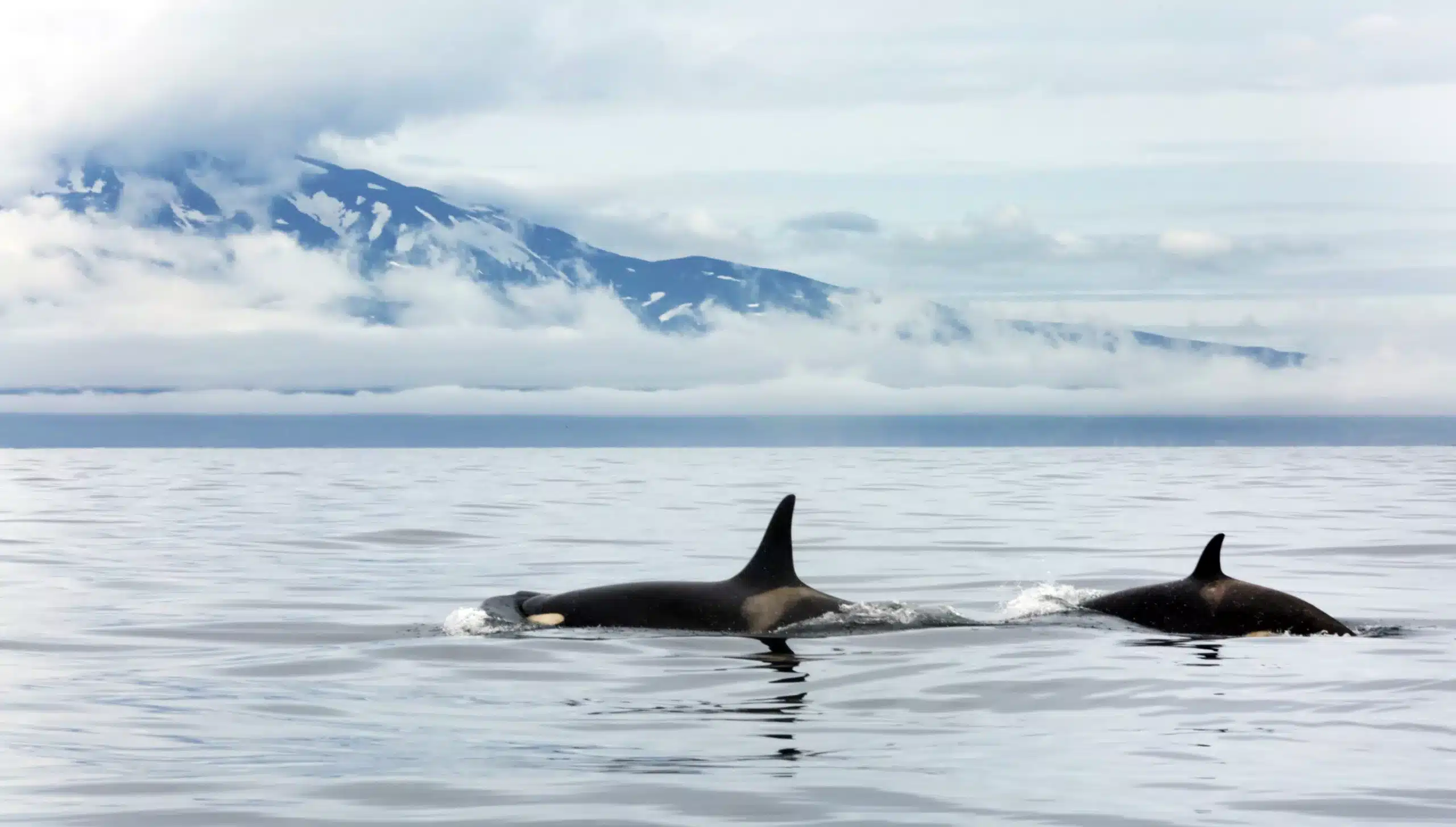 Pesquisadores encontram refúgio de 20 mil anos para orcas no norte do ...