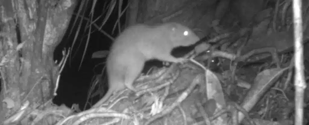 Roedor raro do tamanho de um bebê capturado pela primeira vez na câmera